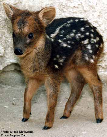 Baby Pudu